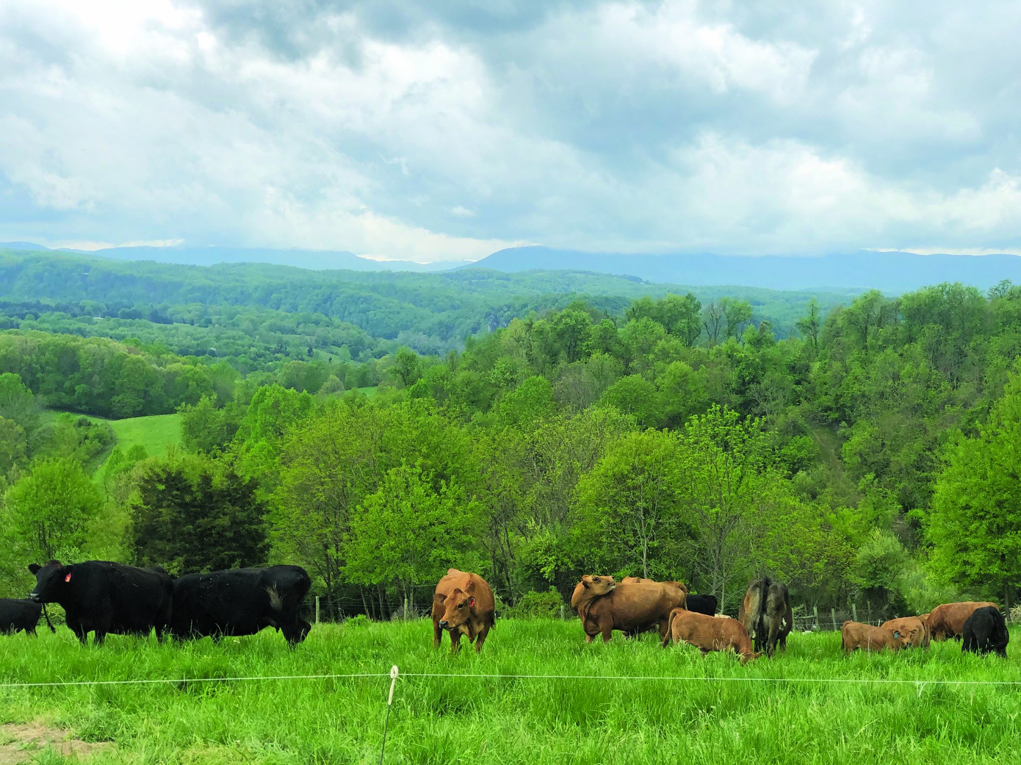 American Tarentaise Cattle - Countryside